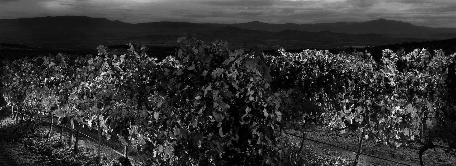 Spanish Passion Foods & Wines | Artisan Products from the Heart of Spain